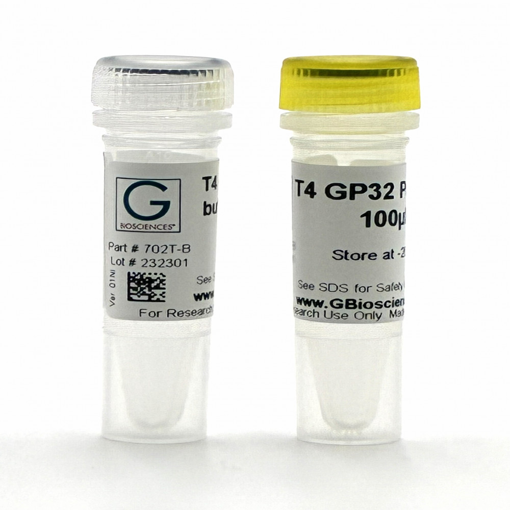 T4 GP32 Protein for RPA, PCR and RT-PCR analysis