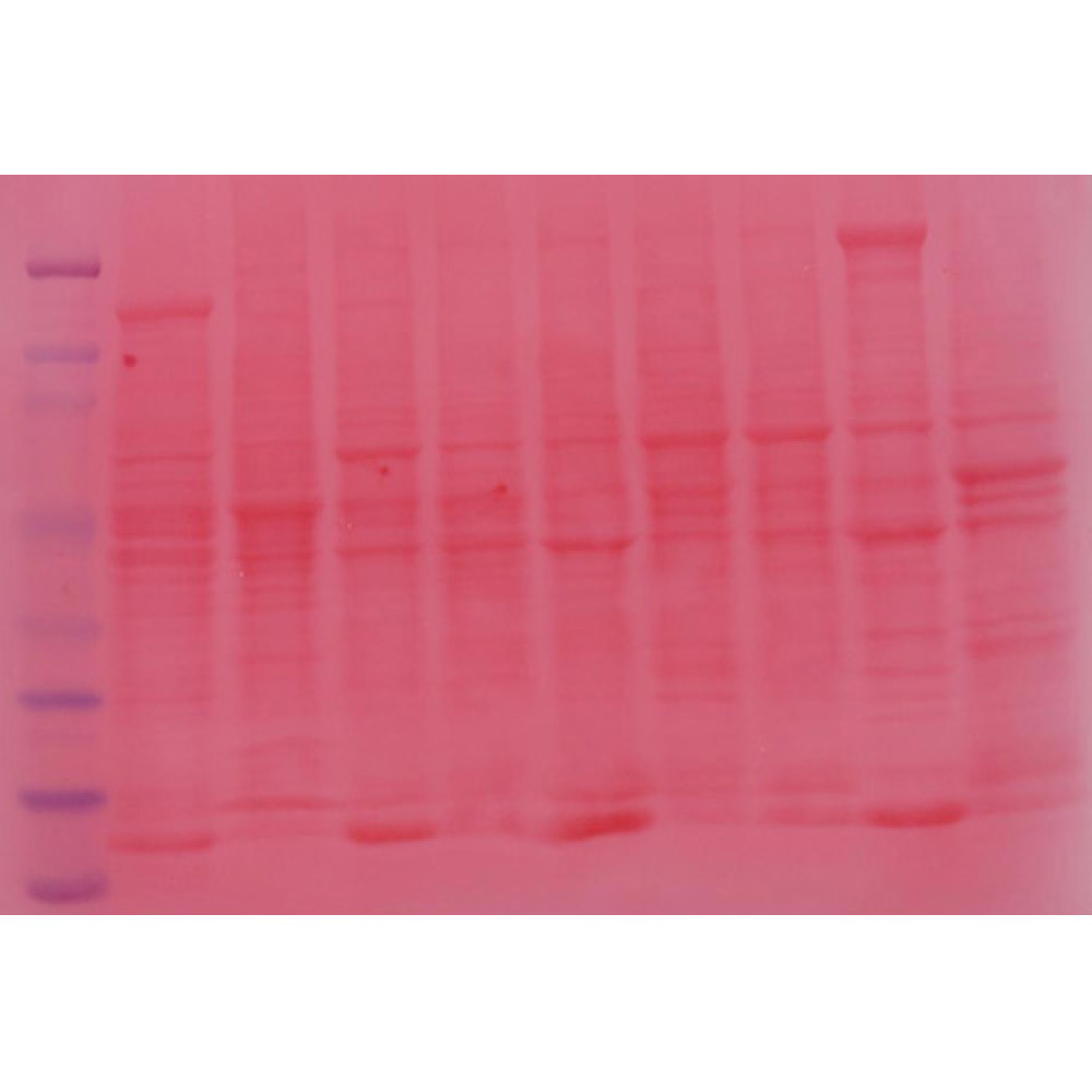 Ponceau S Stain