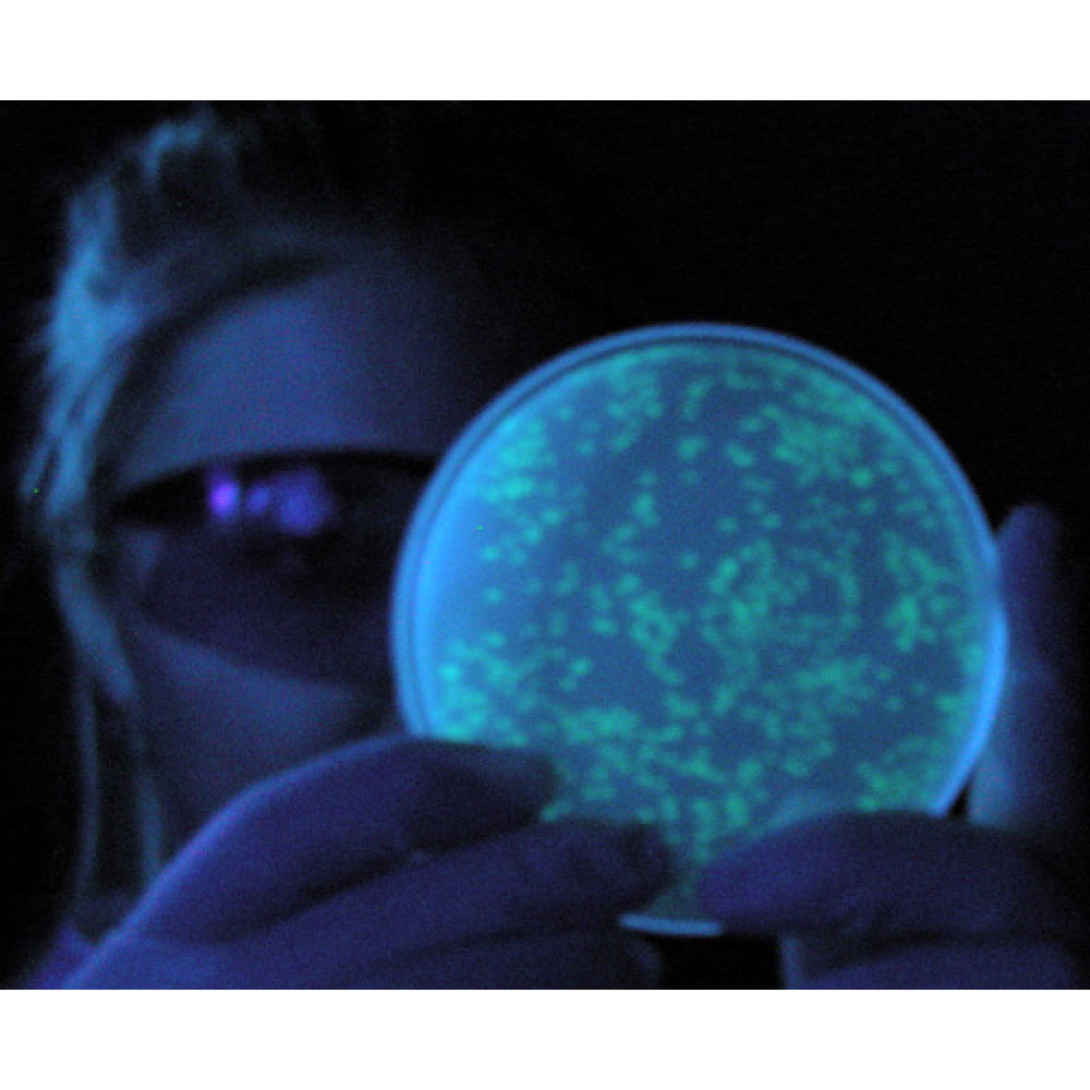 Bacterial Transformation